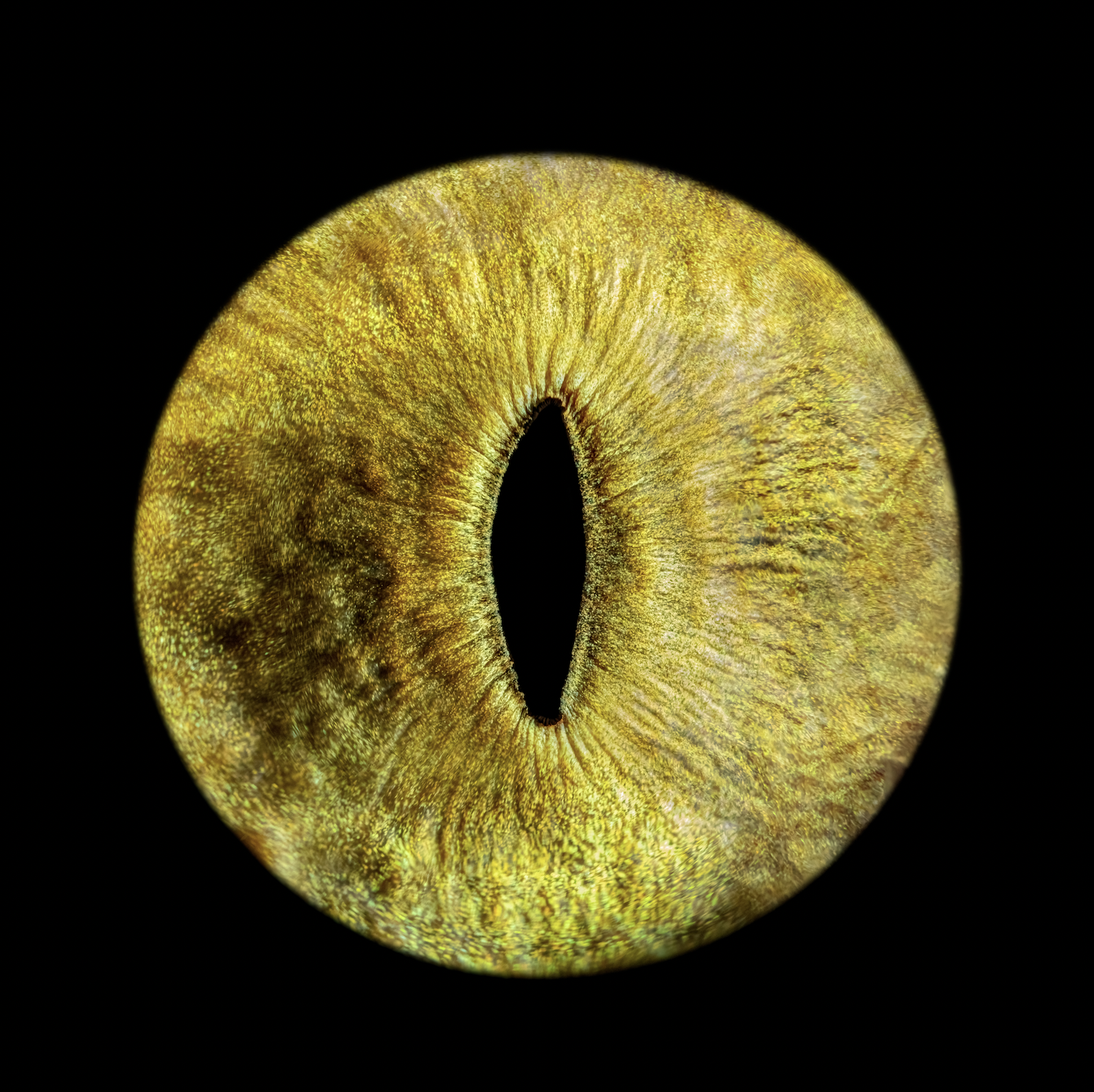 Animals | Eyecatcher Iris Photography